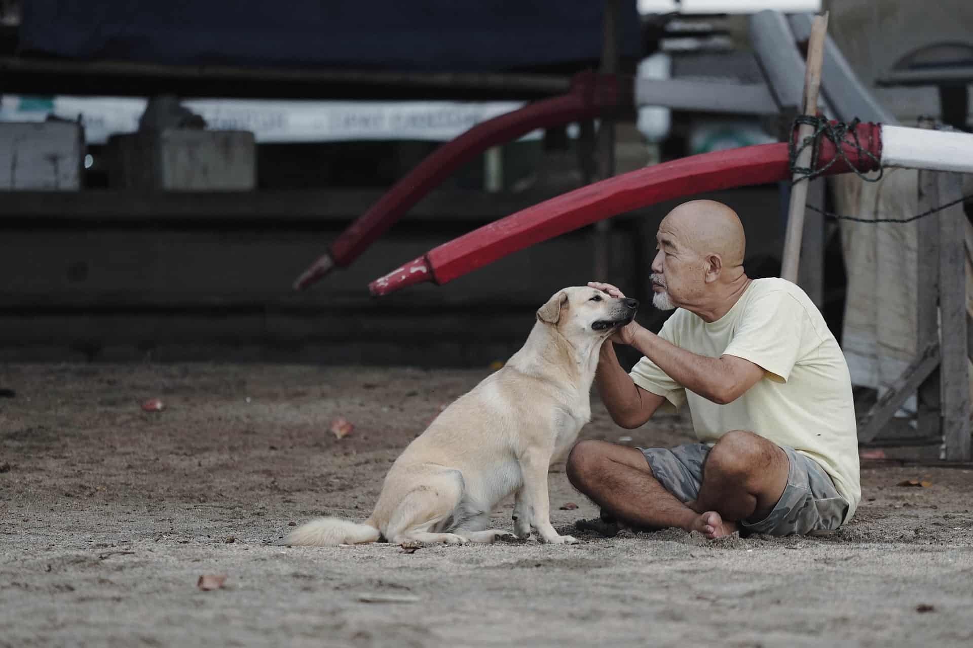 Man's Best Friend: Heart and Soul of Canine Companions - Our World of Dogs