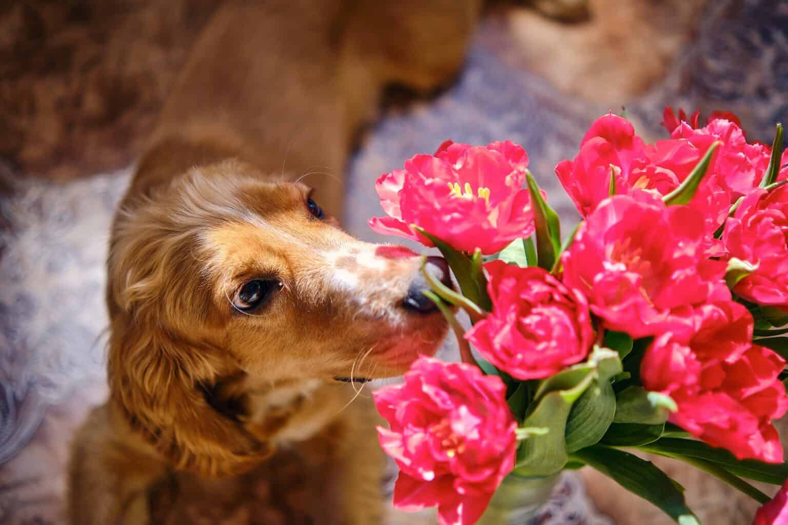 Decoding the Canine Senses: The Vomeronasal Organ and the Science of ...
