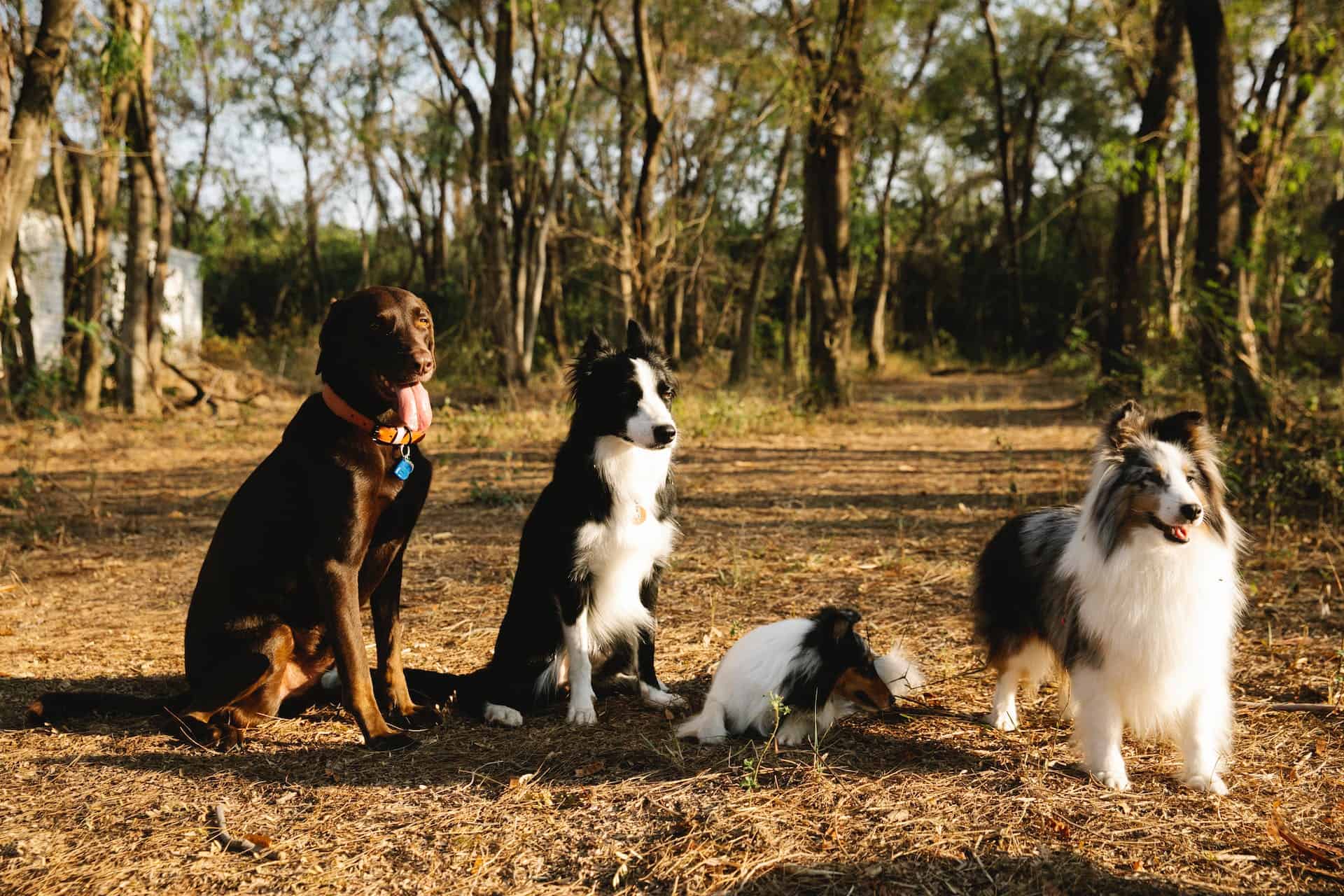 Man's Best Friend: Heart and Soul of Canine Companions - Our World of Dogs