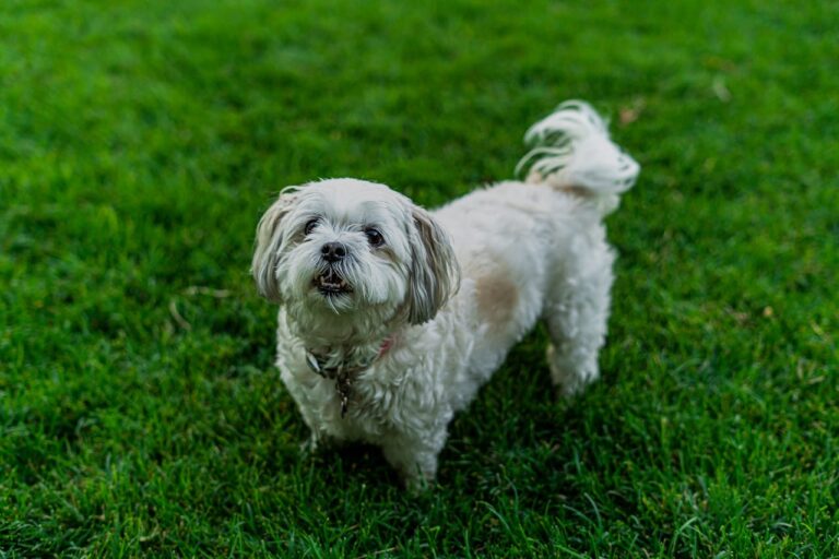 Shih Tzu: A Complete Guide – Our World of Dogs