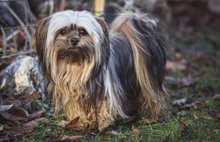 Lhasa Apso: A complete guide - Our World of Dogs