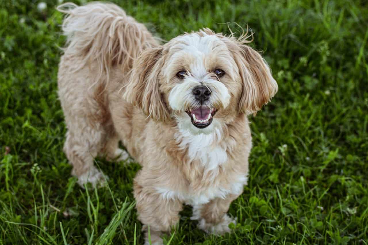 Lhasa Apso: A complete guide - Our World of Dogs