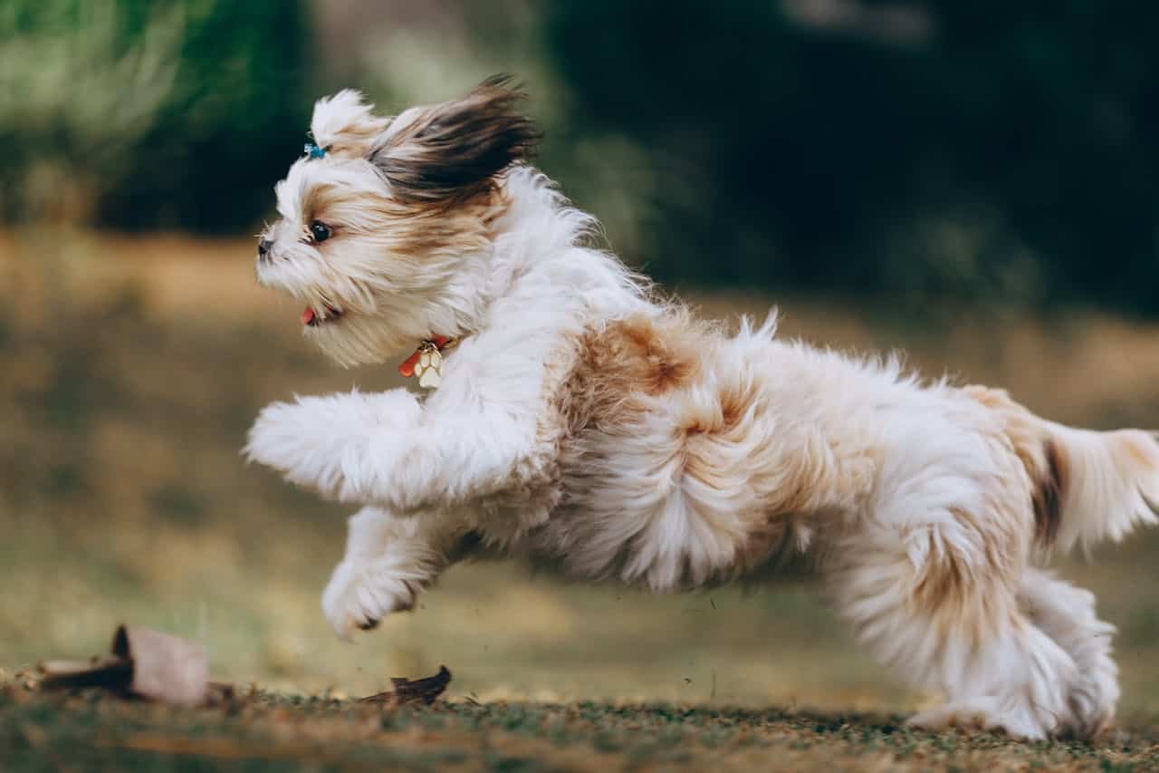 Shih Tzu: A Complete Guide - Our World of Dogs