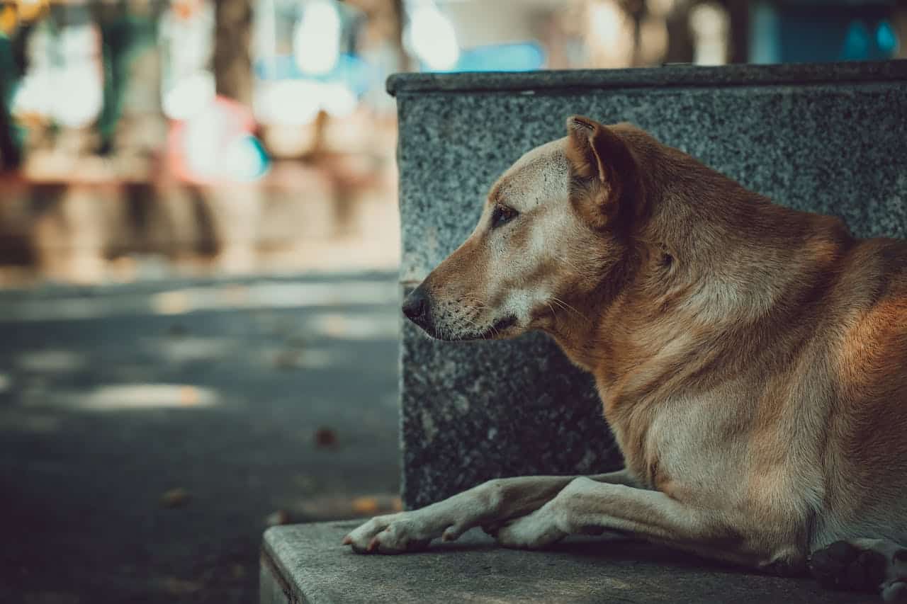 Indian Pariah Dog (Desi Dog): A Complete Guide - Our World of Dogs