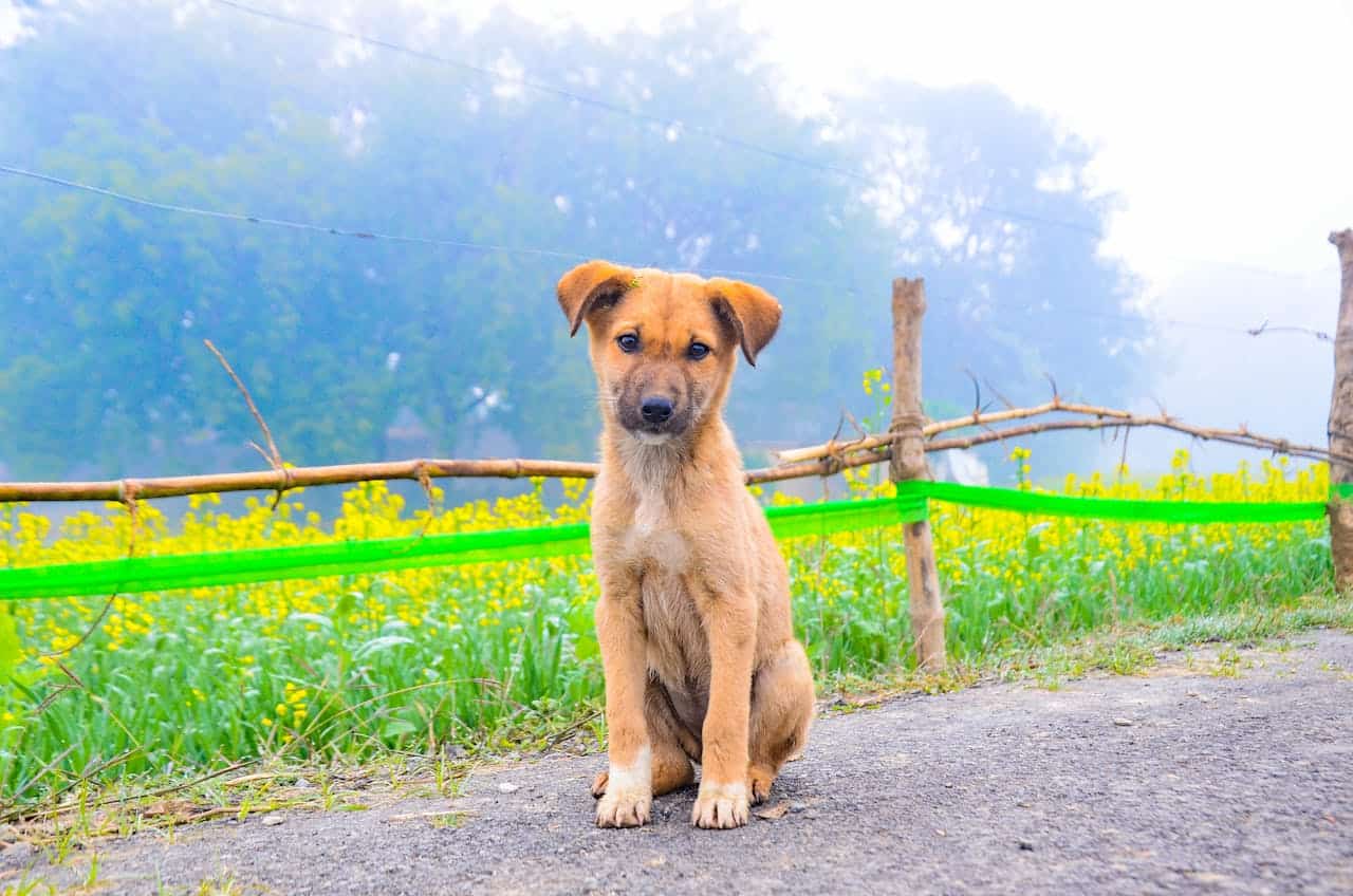 Indian Pariah Dog (Desi Dog): A Complete Guide - Our World of Dogs