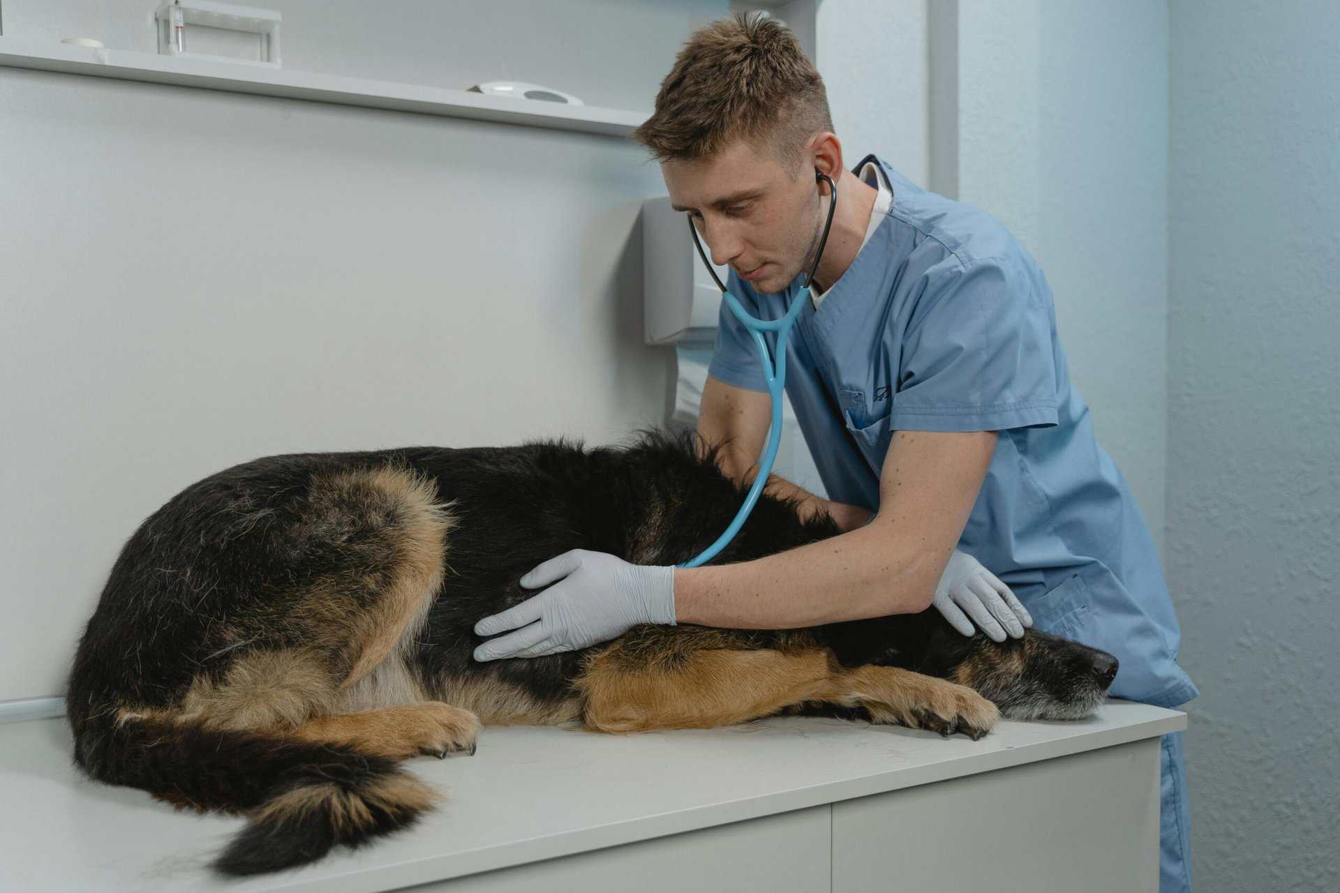 9 Signs of Illness in Dogs You Should Never Ignore - Our World of Dogs